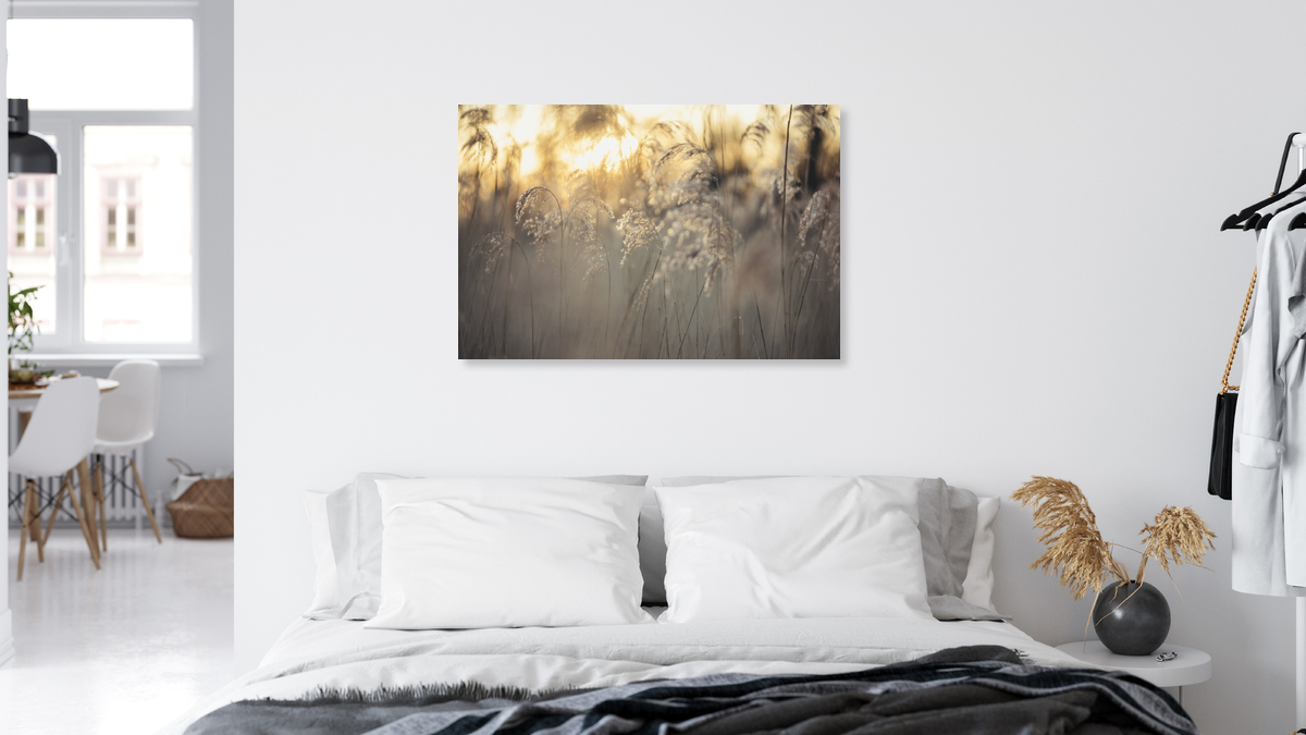 'Reed in the sunrise' – Discover the wall art by Nadja Jacke now!