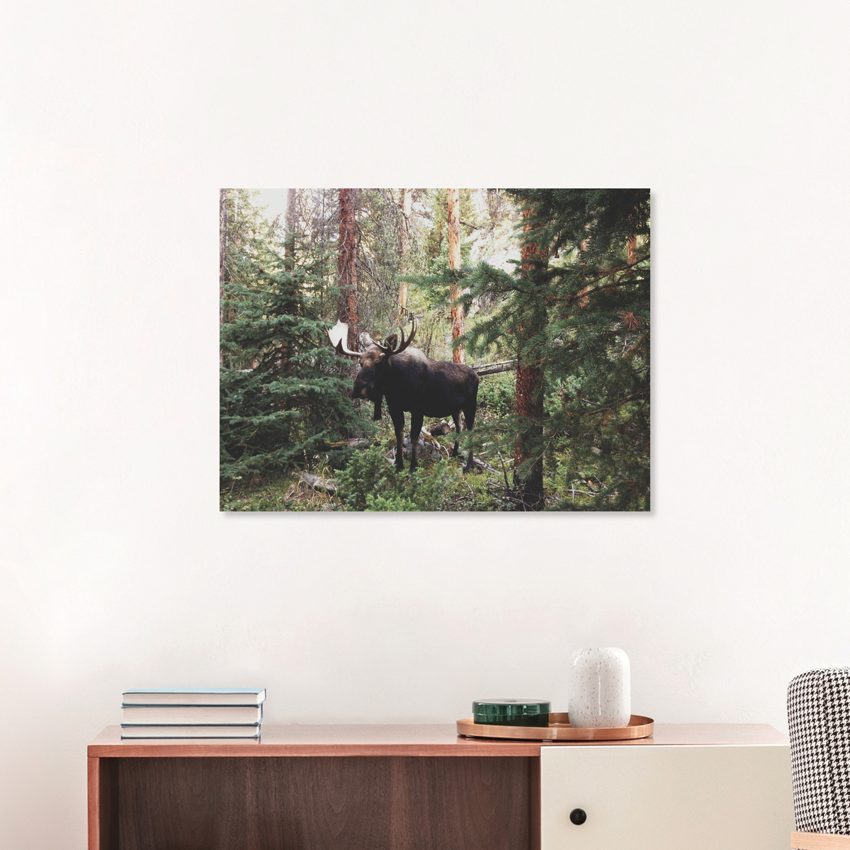 Kevin Russ - 'Modest Moose' | Photocircle.net