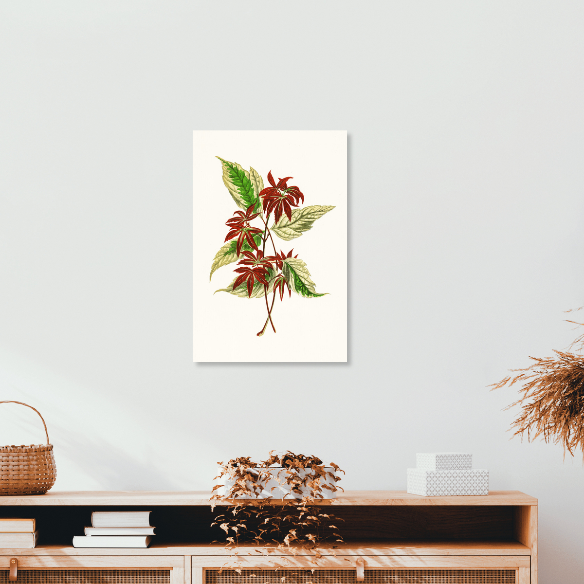 Vintage Nature Graphics wall art - 'Benjamin Fawcett: Variegated Box ...