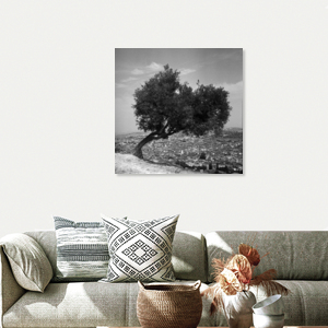 David Scheffer - 'Olive Tree' | Photocircle.net