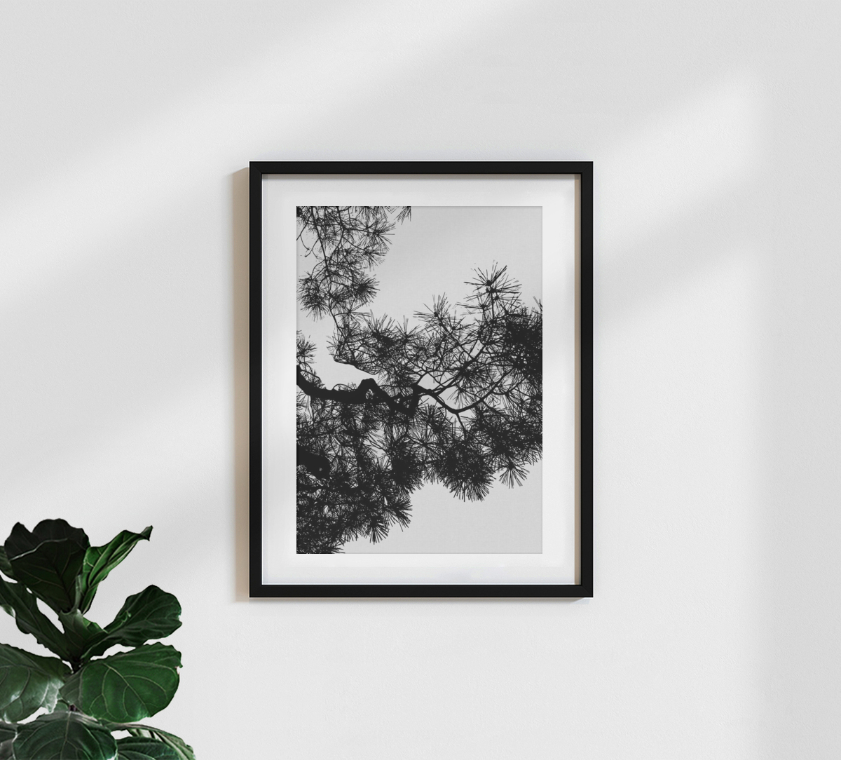 Orara Studio - 'Pine Tree Black & White' | Photocircle.net