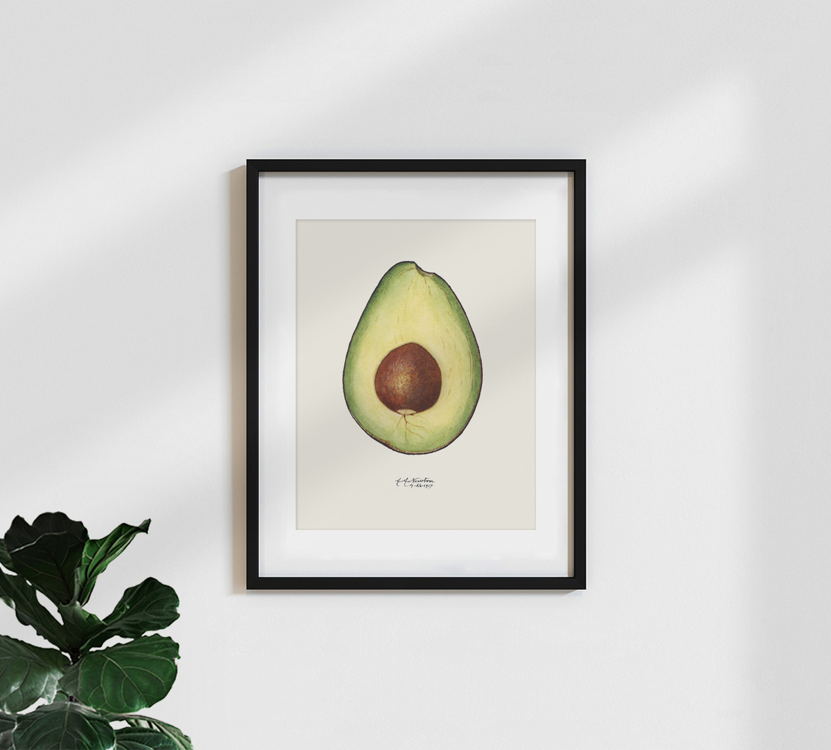 Vintage Nature Graphics wall art - 'Vintage Avocado' | Photocircle.net