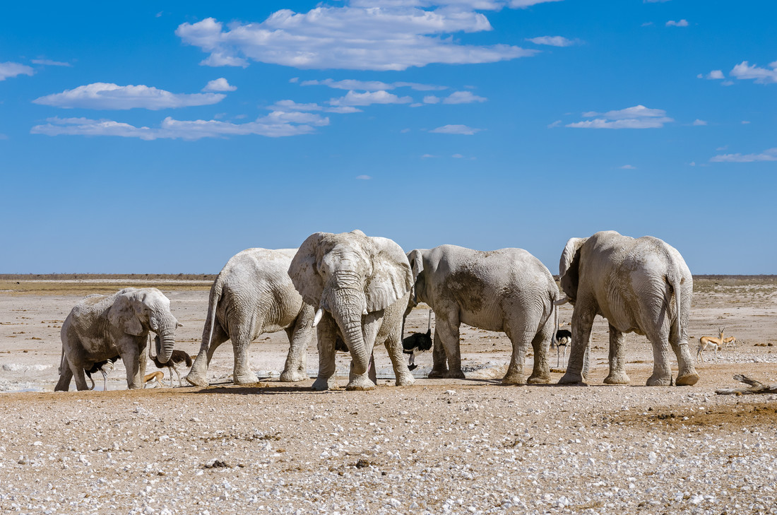 Ralf Germer Fotokunst - 'Weiße Elefanten (Etoscha National Park ...