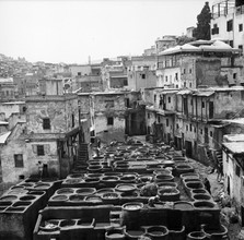 David Scheffer - 'Olive Tree' | Photocircle.net